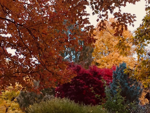 Autumn Splendor at the Columbus Park of Roses