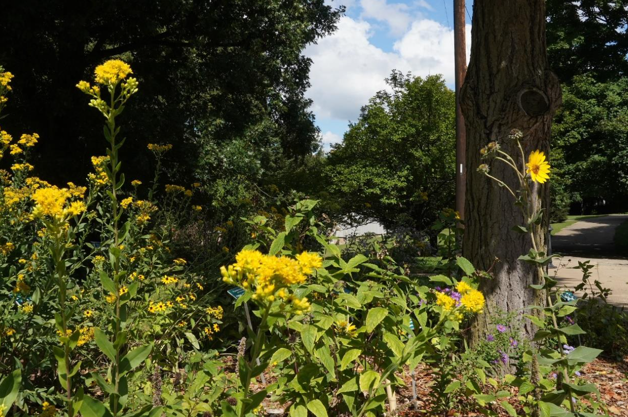 Watch the Beds of Native Plants Grow! Award-winning beds are just west ...