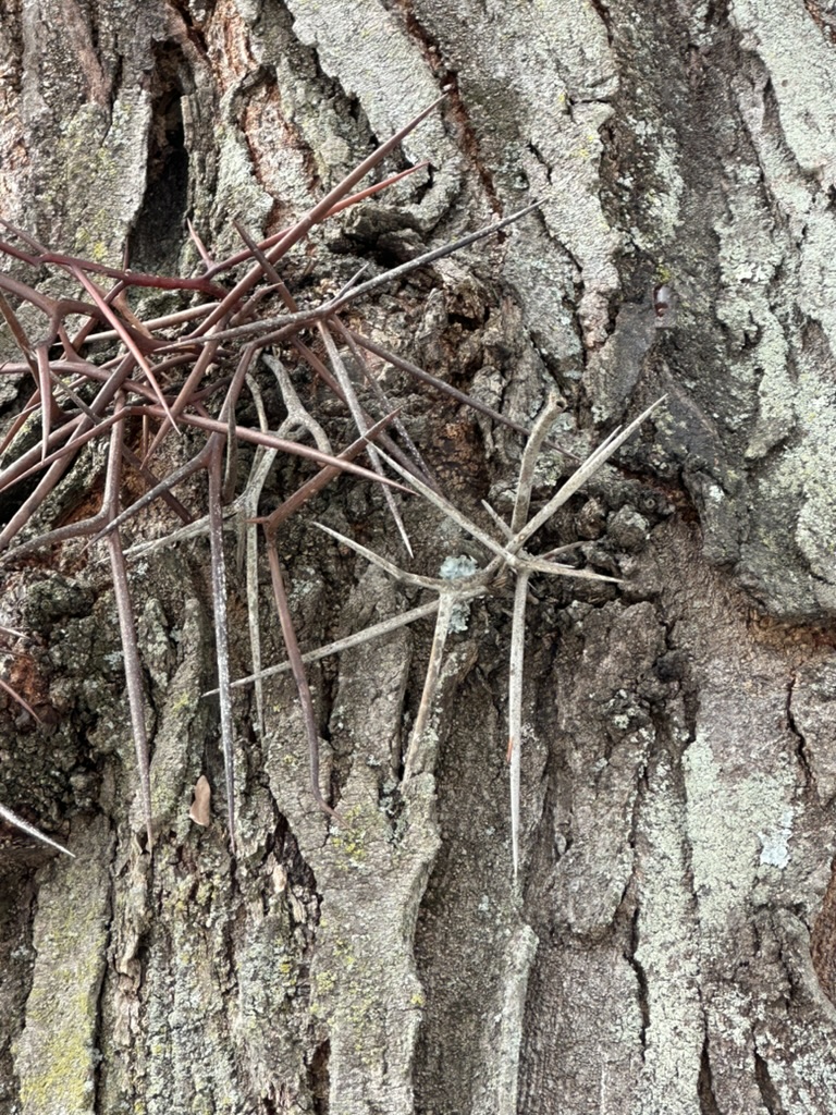 A Fun Winter Garden Exercise: Learn to Identify Trees by Their Bark
