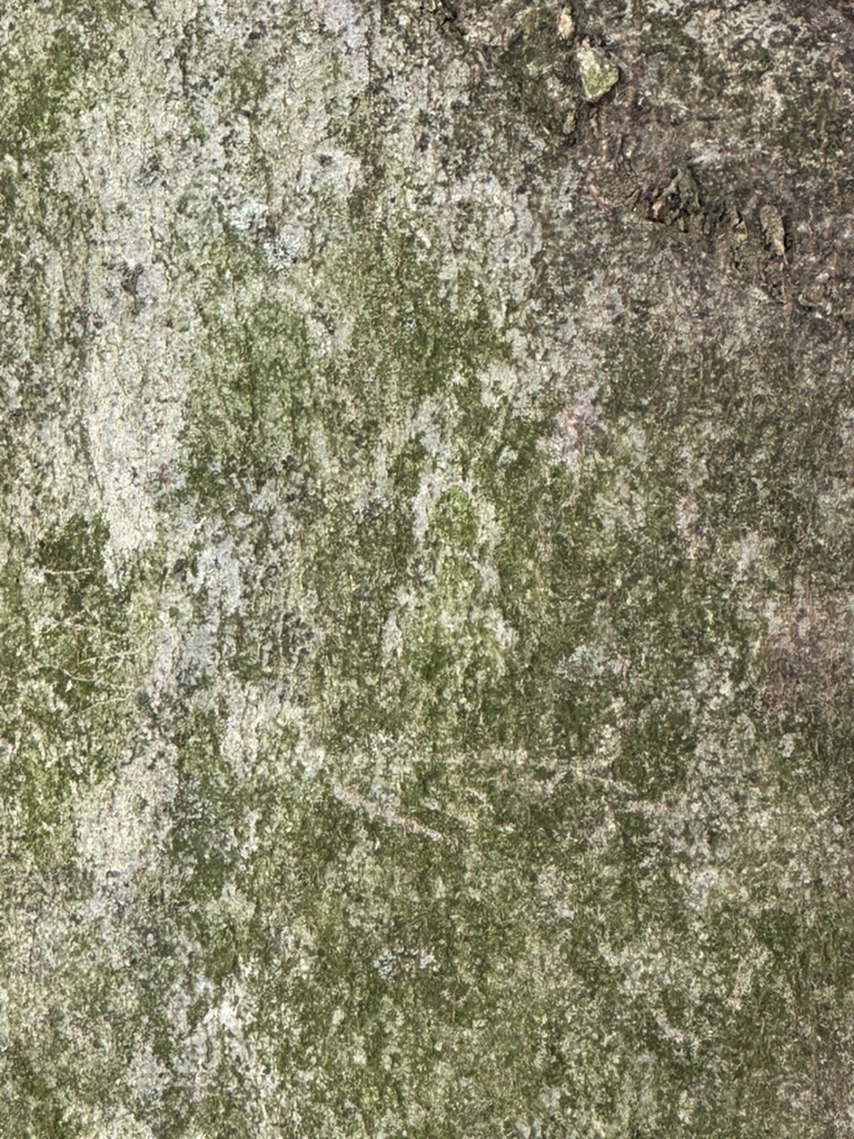A Fun Winter Garden Exercise: Learn to Identify Trees by Their Bark